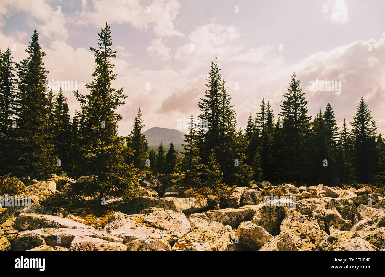 Ural mountains forest hi-res stock photography and images - Alamy