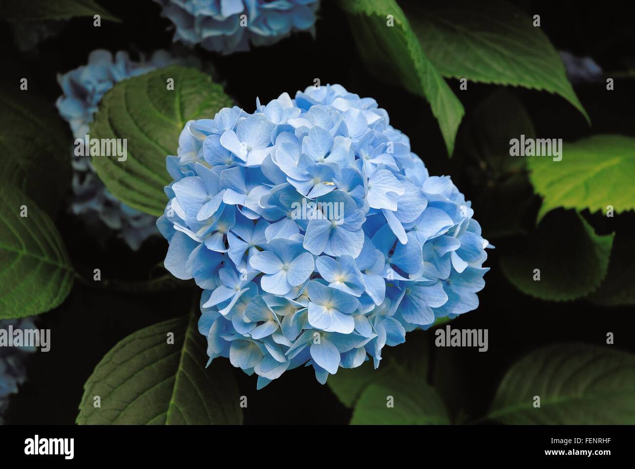 Blue hydrangea hi-res stock photography and images - Alamy