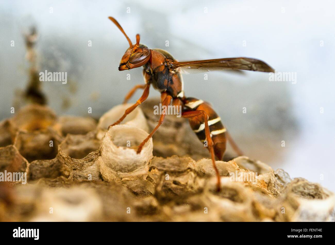 Bee side view hi-res stock photography and images - Alamy