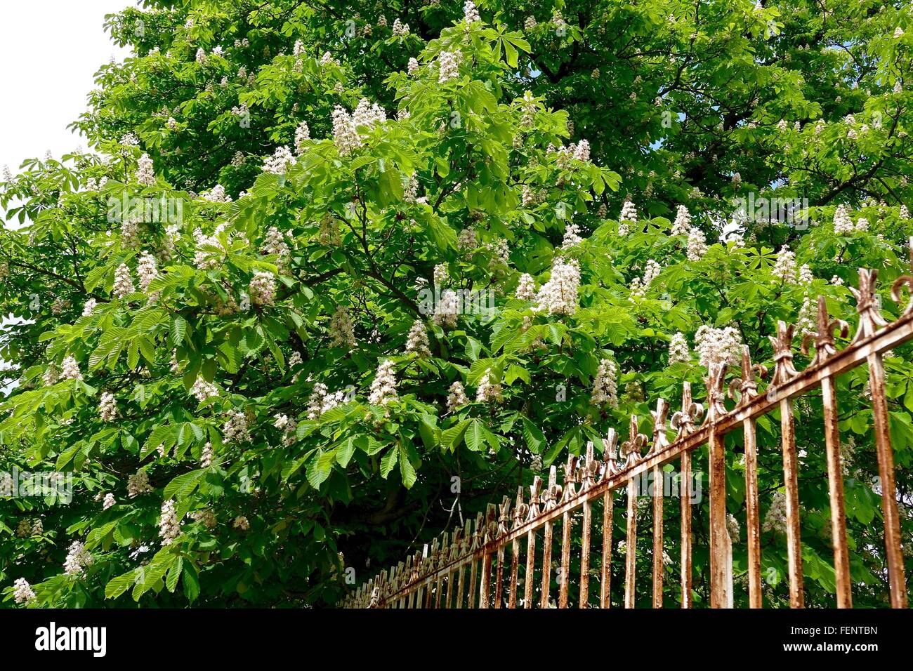 Chestnut Tree In France High Resolution Stock Photography and Images ...