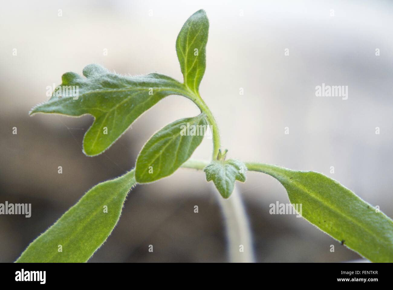 Close-Up Of Small Plant Stock Photo - Alamy