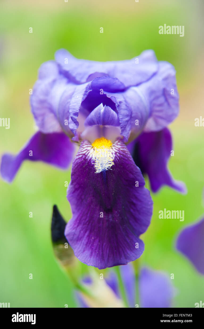 Iris garden hi-res stock photography and images - Alamy
