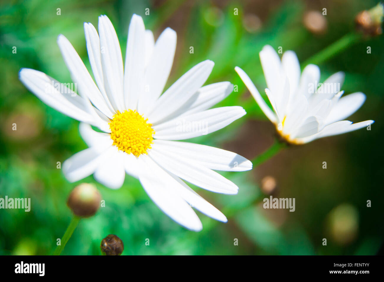 daisy flower in the field, horizontal frame, close-up, detail. In green ...