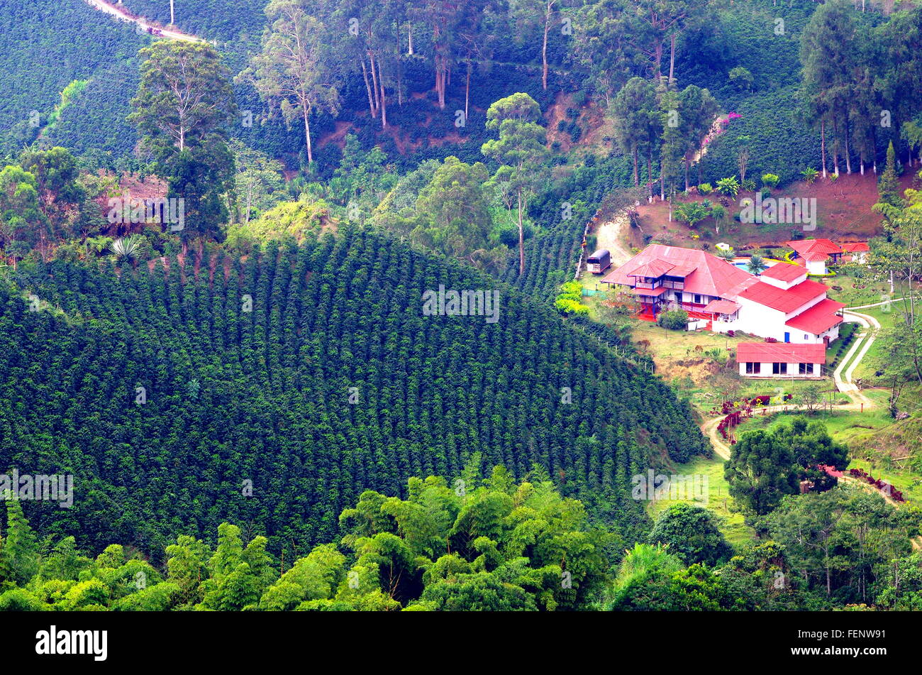 Coffee farm in Colombia Stock Photo - Alamy