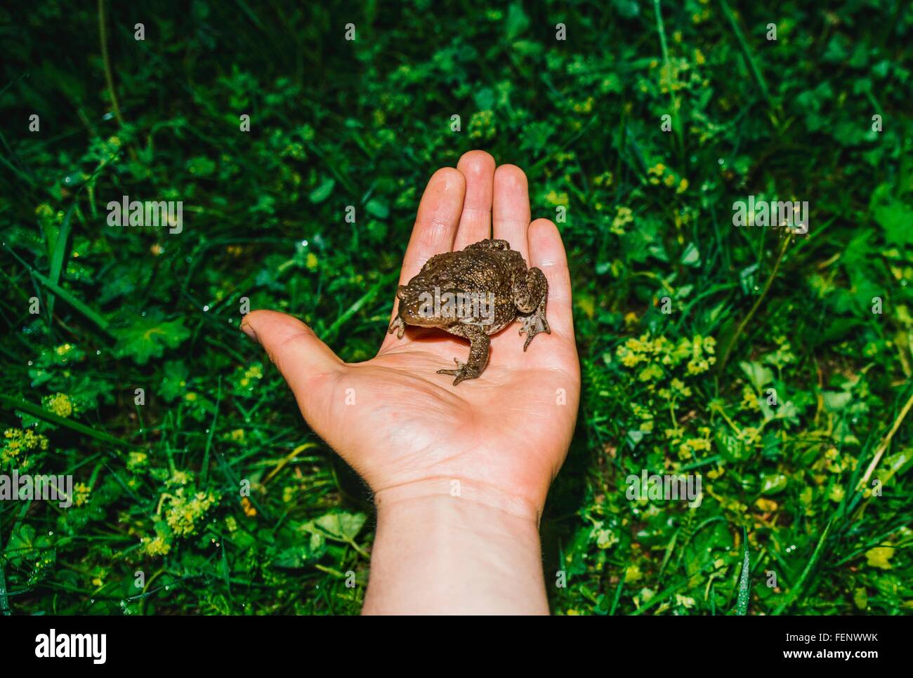 Anatomy of the toad hi-res stock photography and images - Alamy
