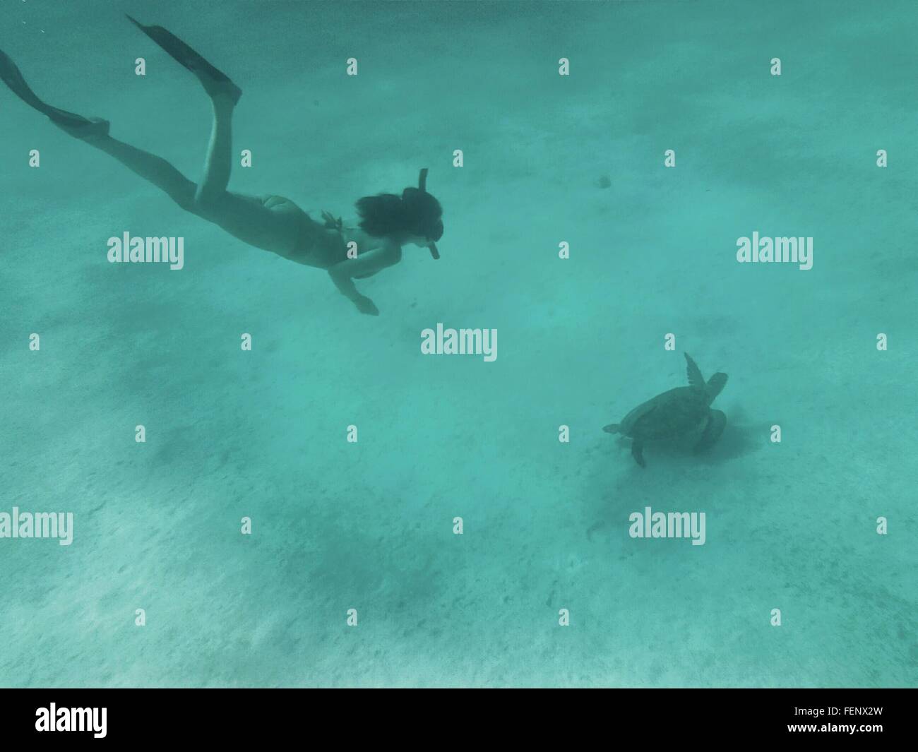 Turtle mask hi-res stock photography and images - Alamy