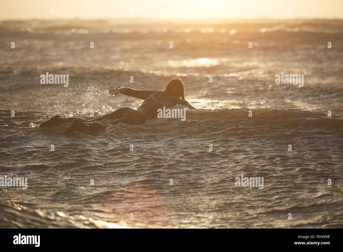 Young male surfer paddling out to sea on surfboard, Devon, England, UK ...