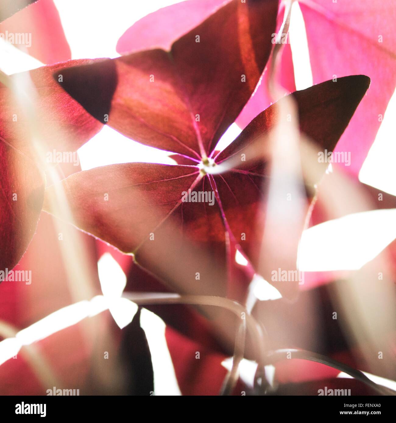 Triangular leaf shape hi-res stock photography and images - Alamy