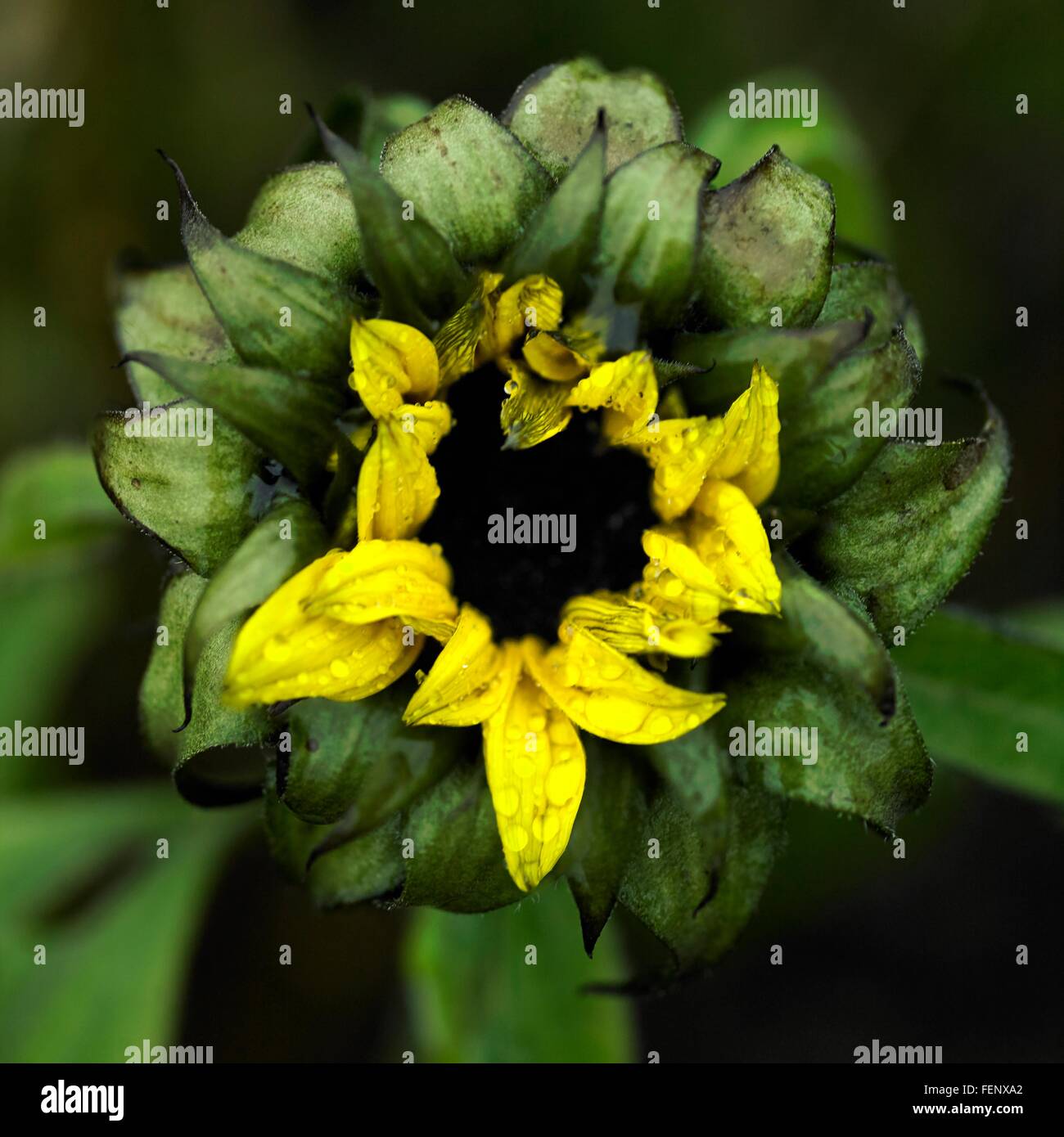 Opening sunflower hi-res stock photography and images - Alamy