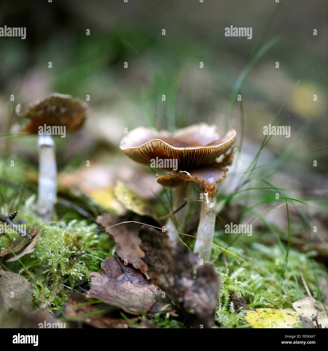Fungus growing on forest hi-res stock photography and images - Alamy