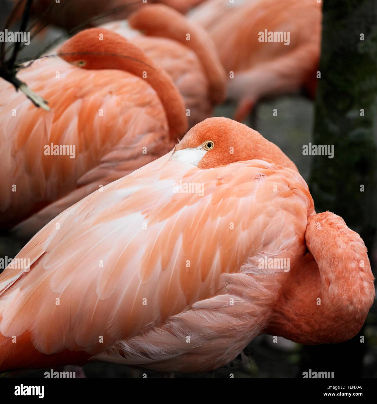 Close up of peering pink flamingo with its head tucked in over its ...
