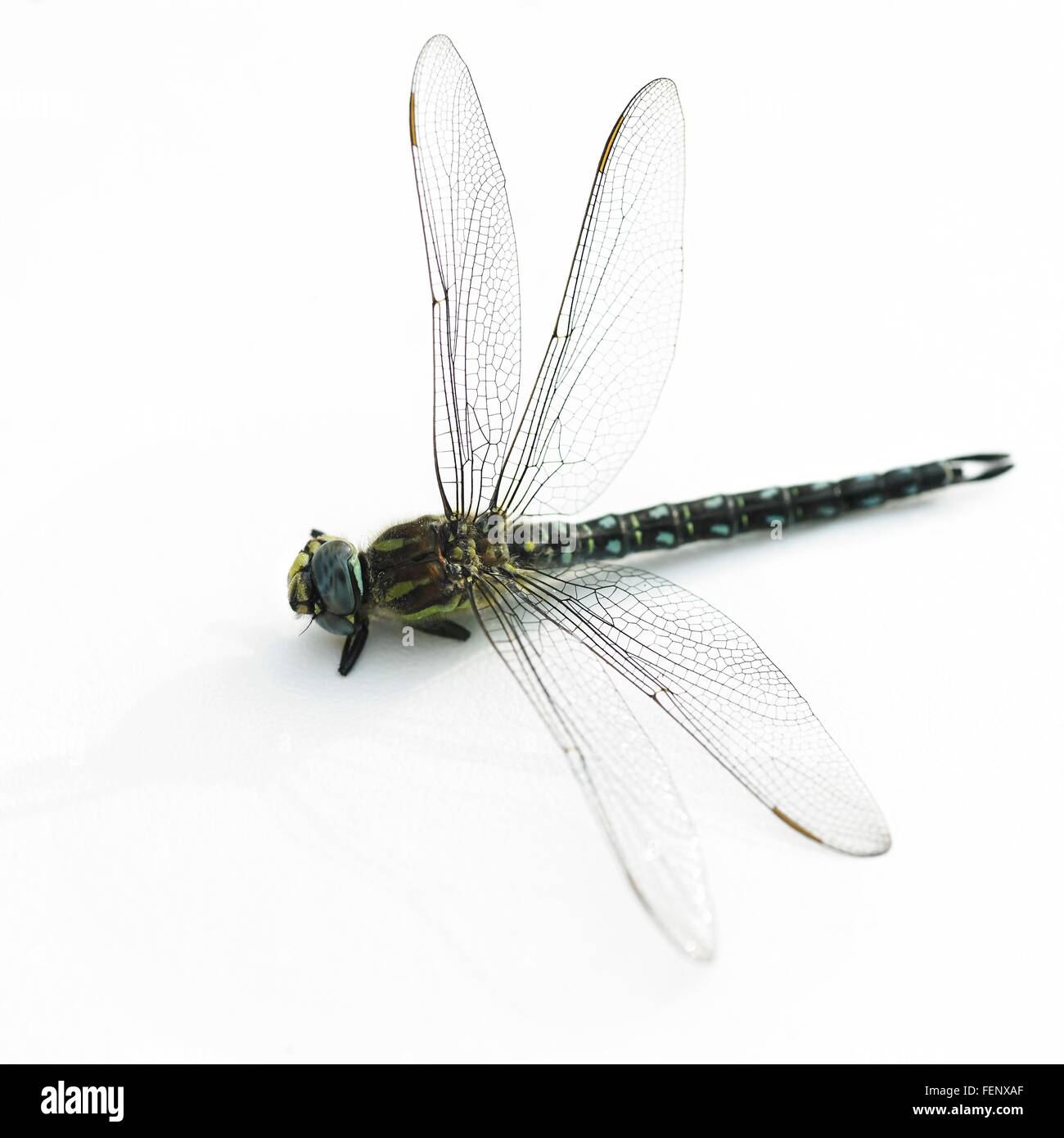 Dead dragonfly on white background Stock Photo - Alamy
