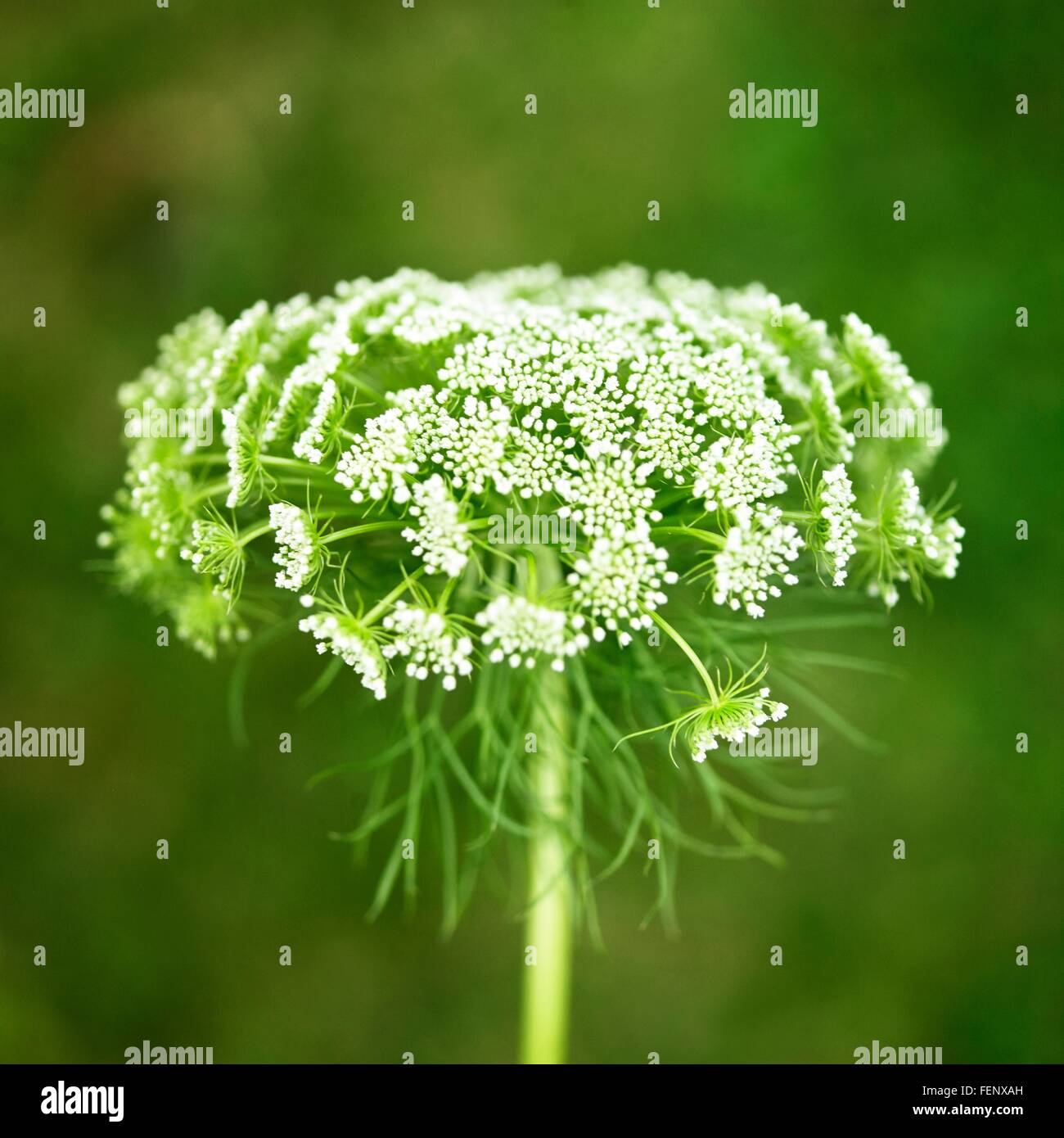 Budding green hi-res stock photography and images - Alamy