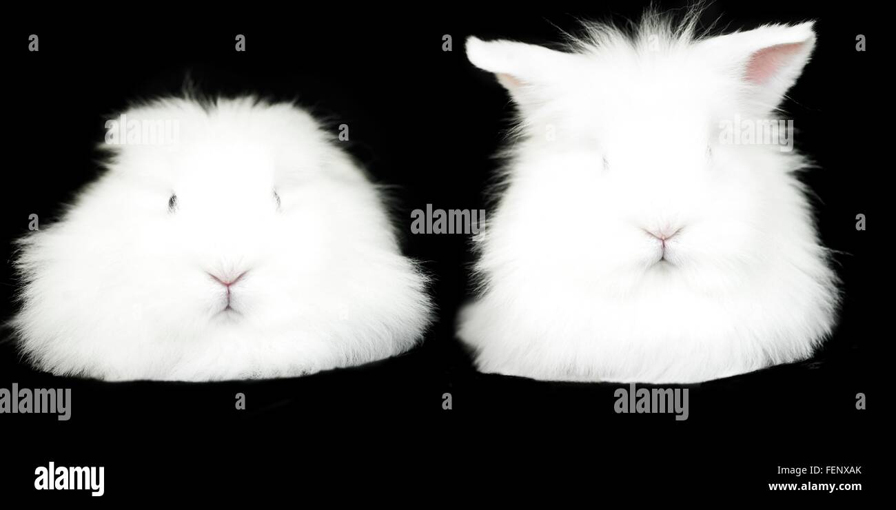 Black rabbit and white rabbits hi-res stock photography and images - Alamy