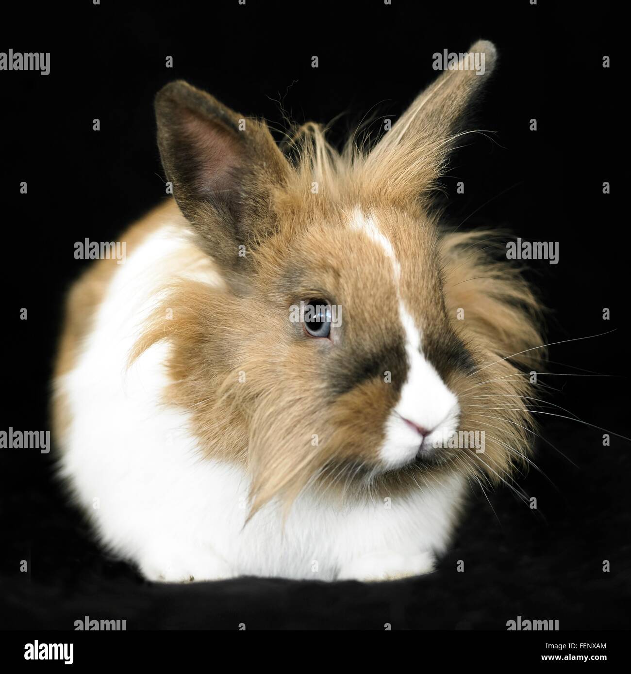 Brown And White Bunnies