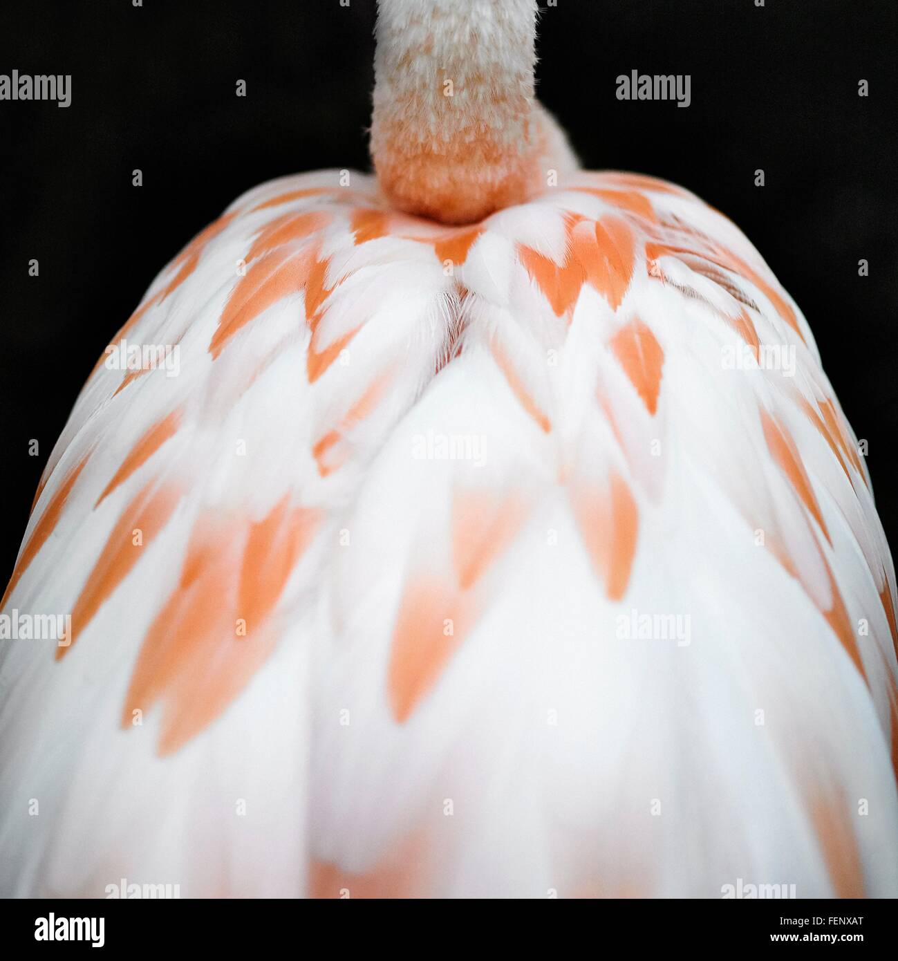 Cropped rear view of flamingo's back and neck on black background Stock ...