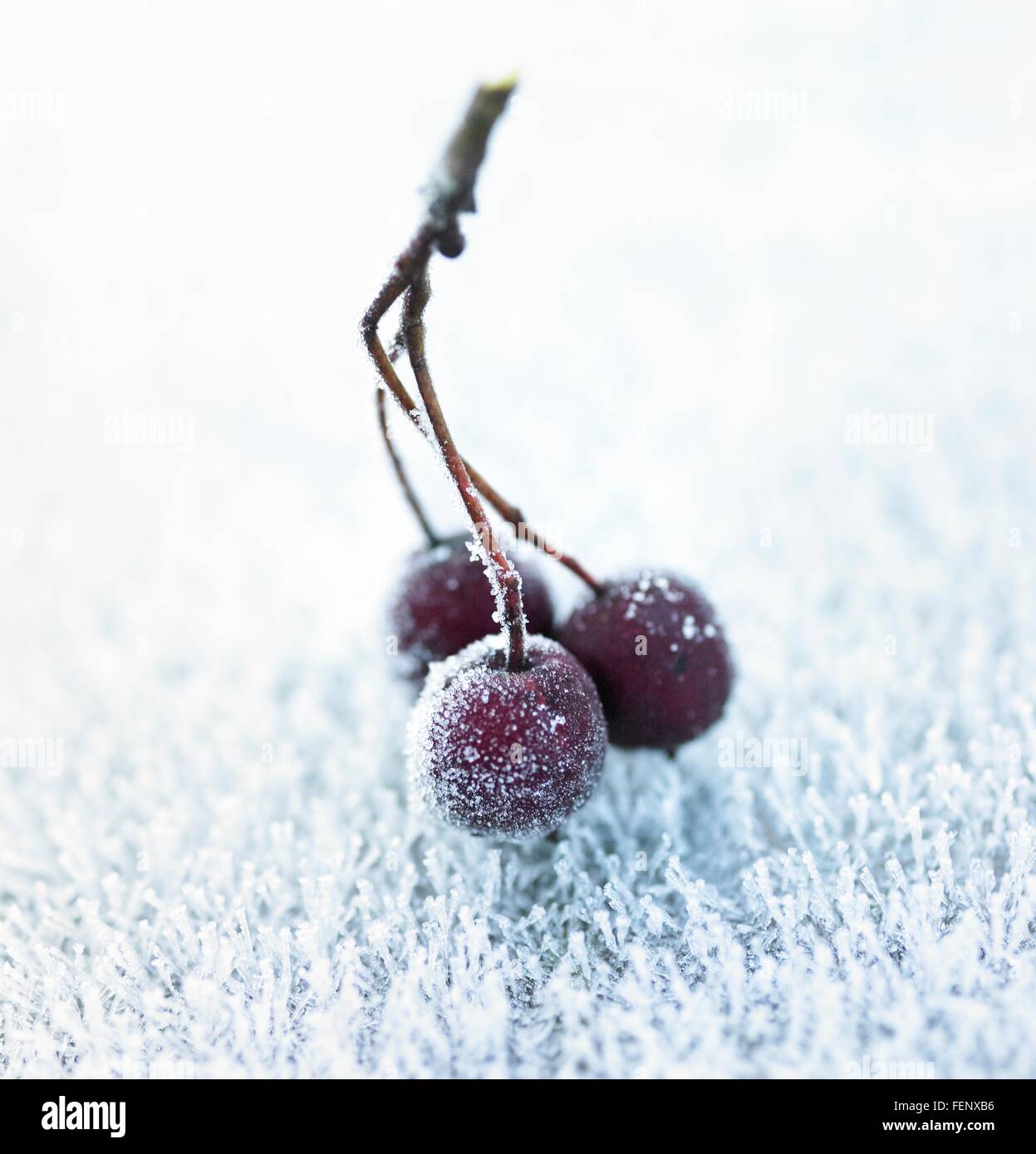 Frost on lawn and bunch of berries Stock Photo - Alamy