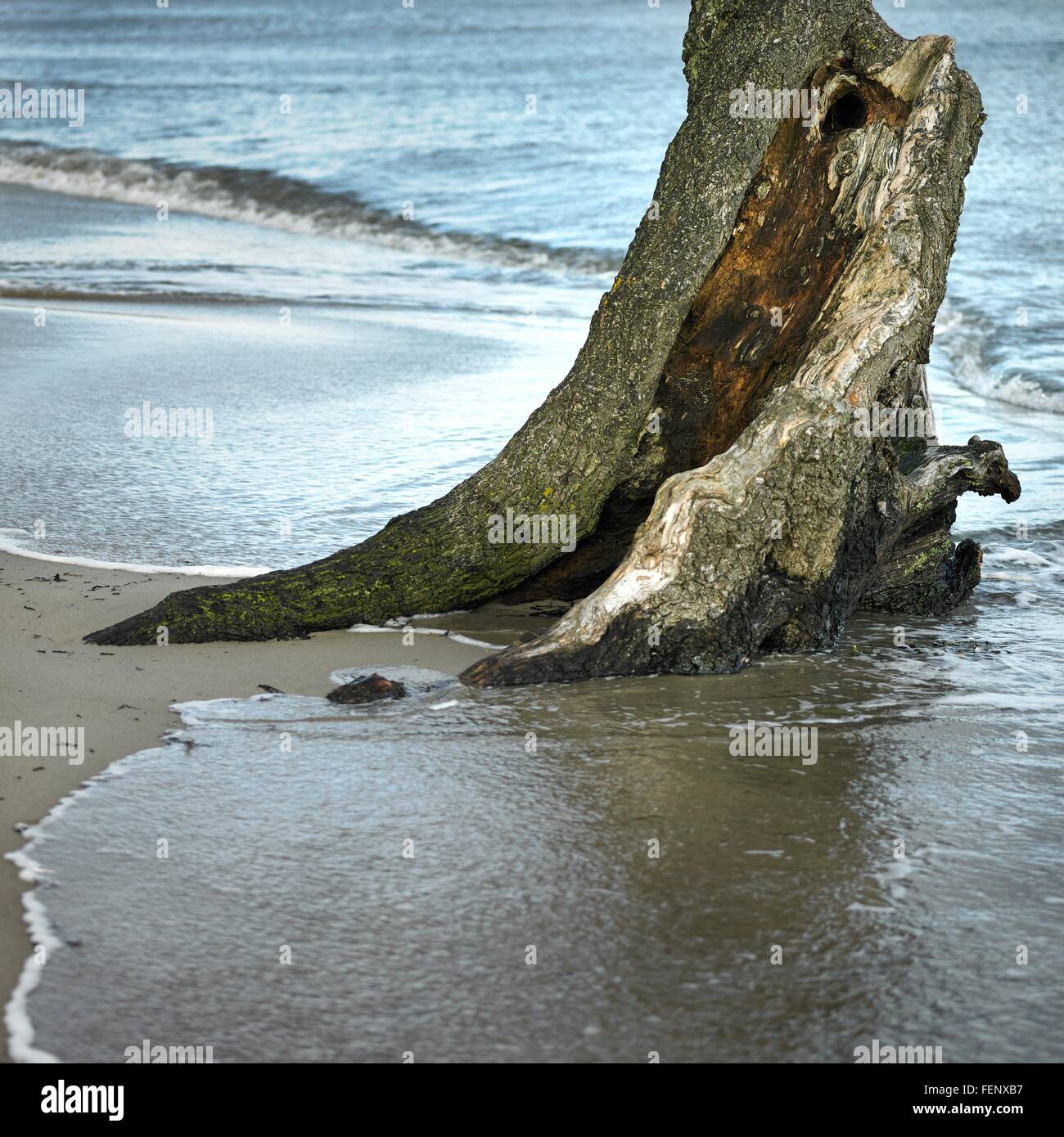 Tree surrounded by water hi-res stock photography and images - Alamy