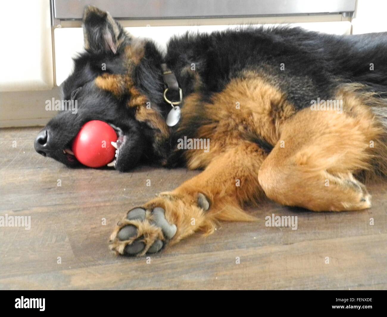 German Shepherd Dog Sleeping High Resolution Stock Photography and ...