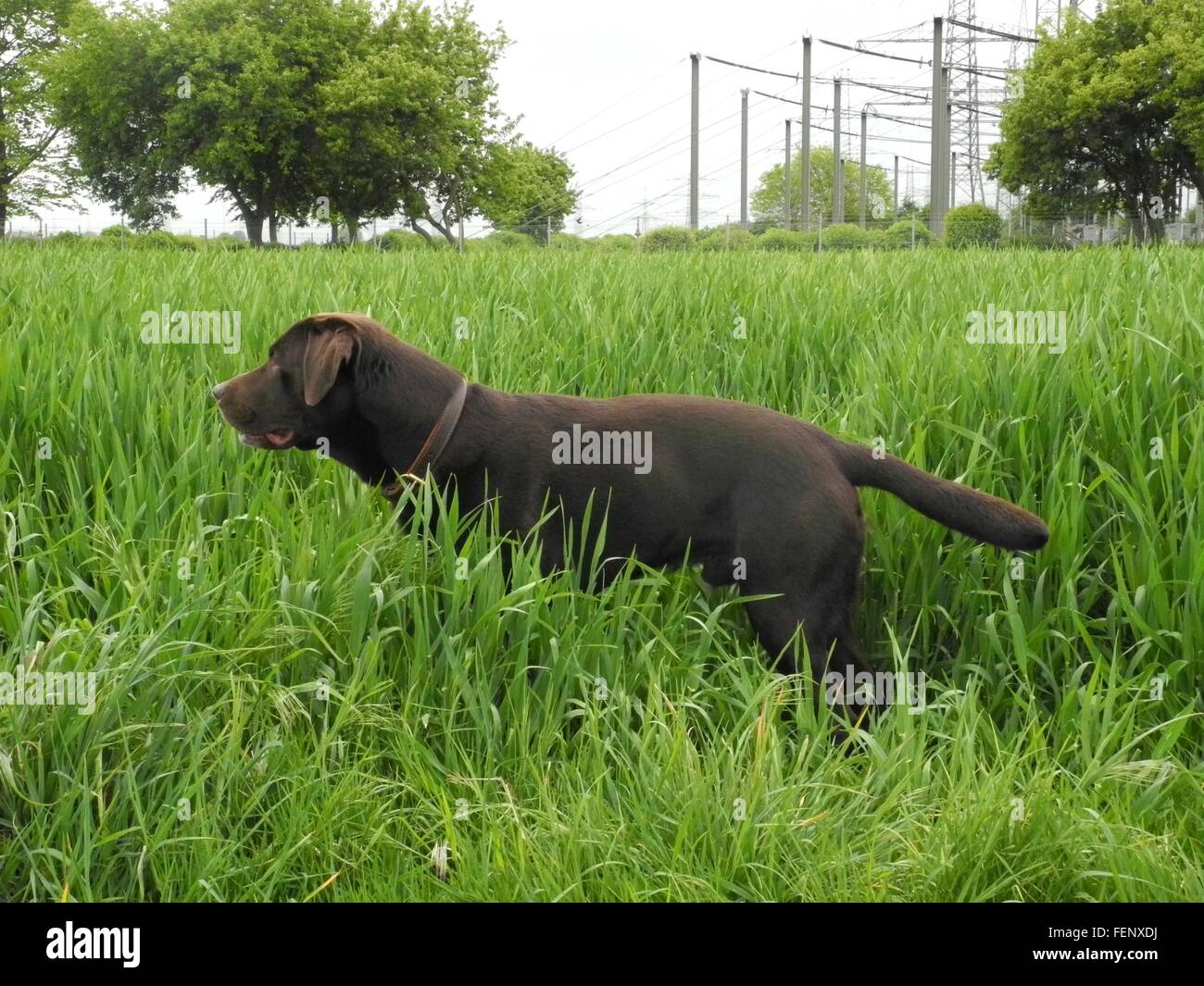 Labrador side view hi-res stock photography and images - Alamy