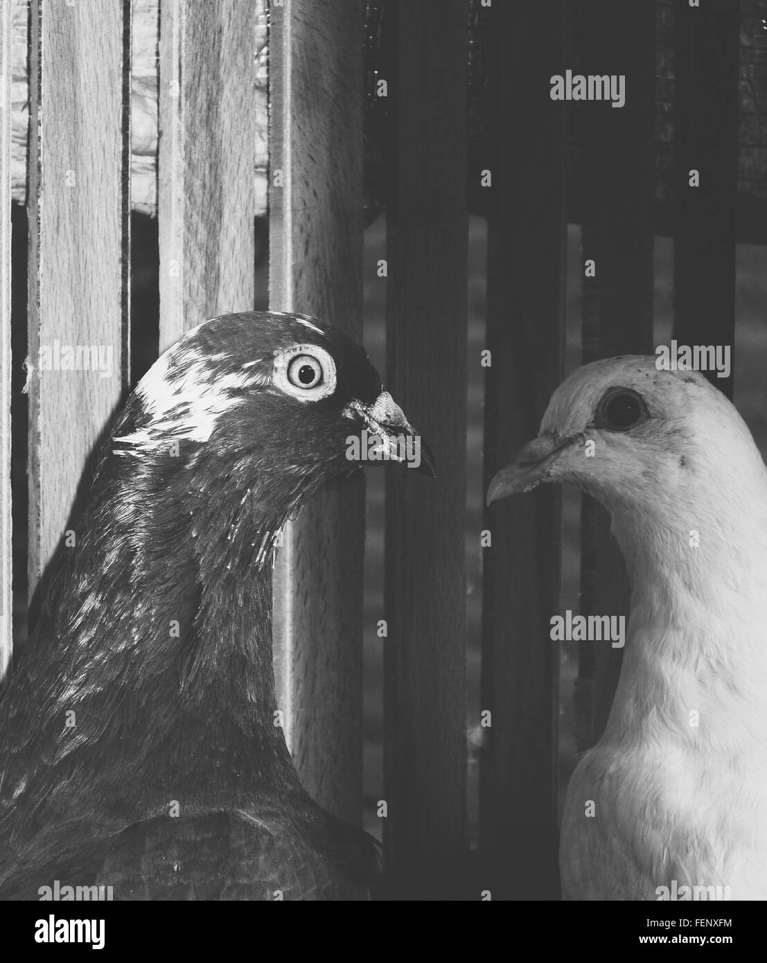 Side by side birds hi-res stock photography and images - Alamy