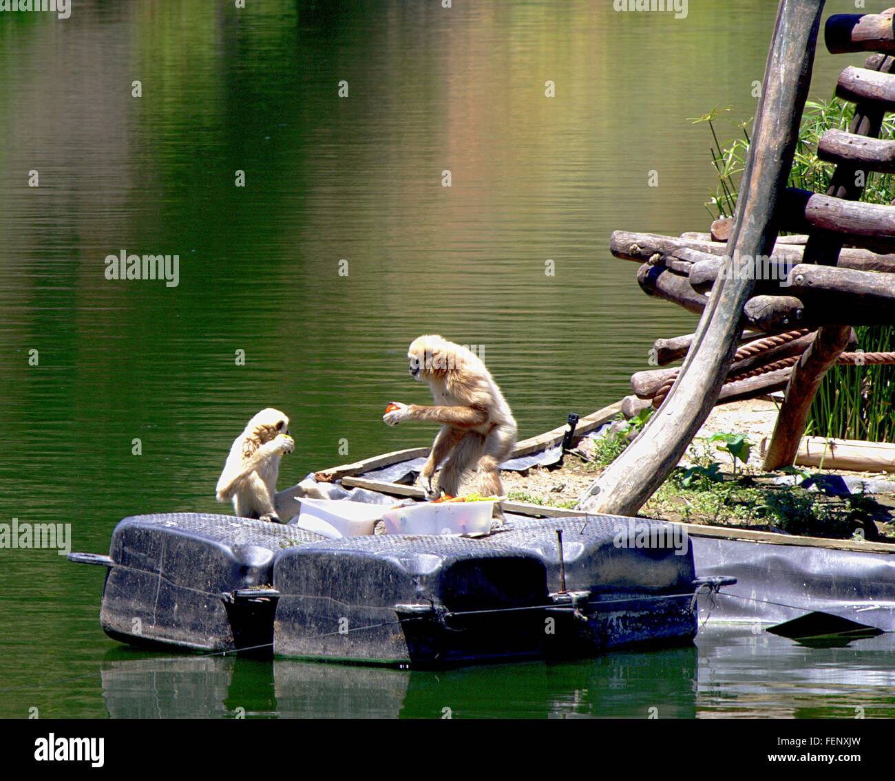 Calm monkey hi-res stock photography and images - Alamy