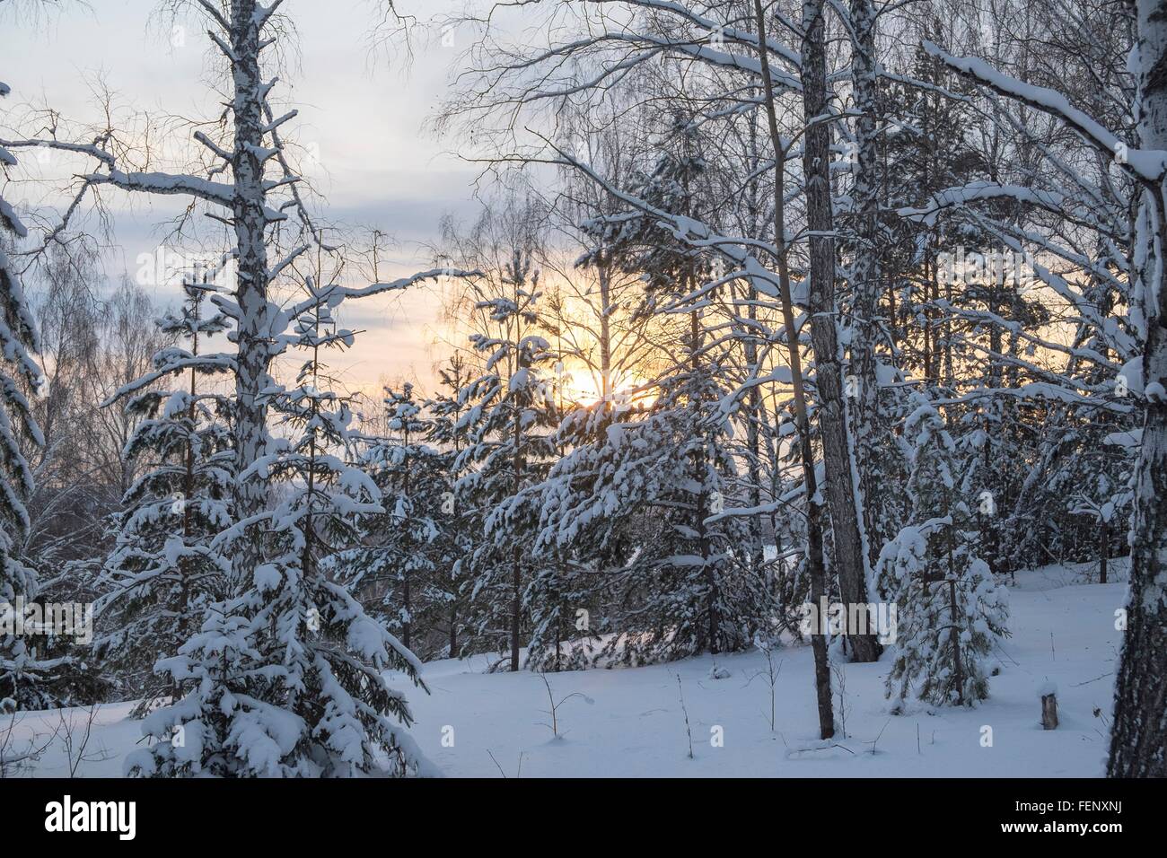 European forest ground covered hi-res stock photography and images - Alamy