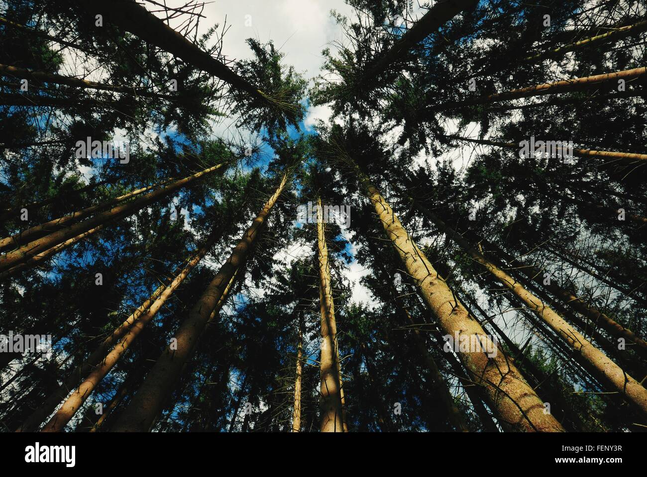 Crowded trees hi-res stock photography and images - Alamy