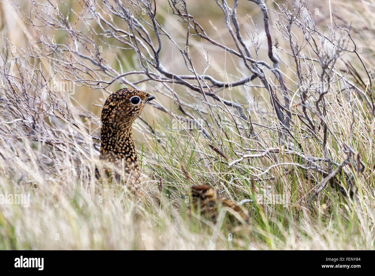 Female Red Grouse (lagopus lagopus scotica Stock Photo - Alamy
