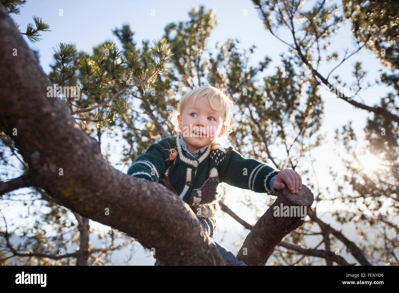 Climbing Tree High Resolution Stock Photography and Images - Alamy