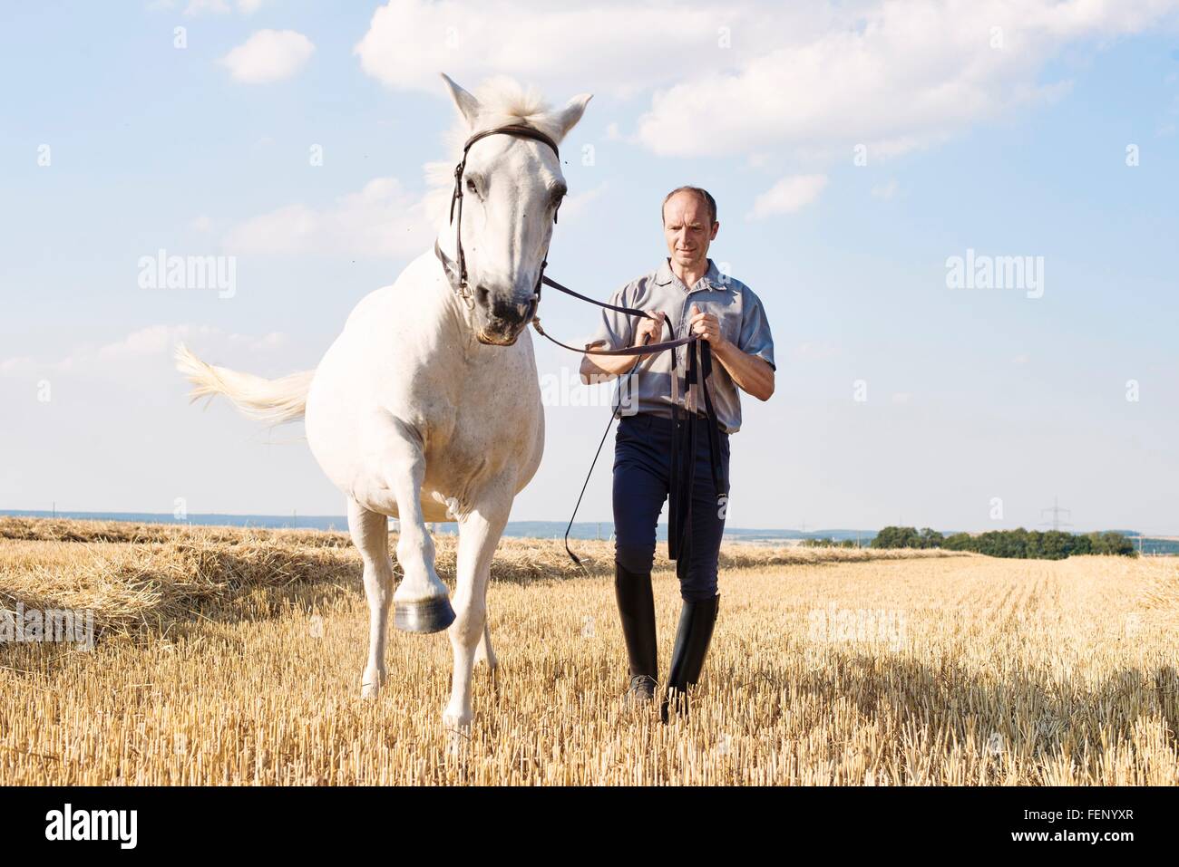 Full authority horse hi-res stock photography and images - Alamy