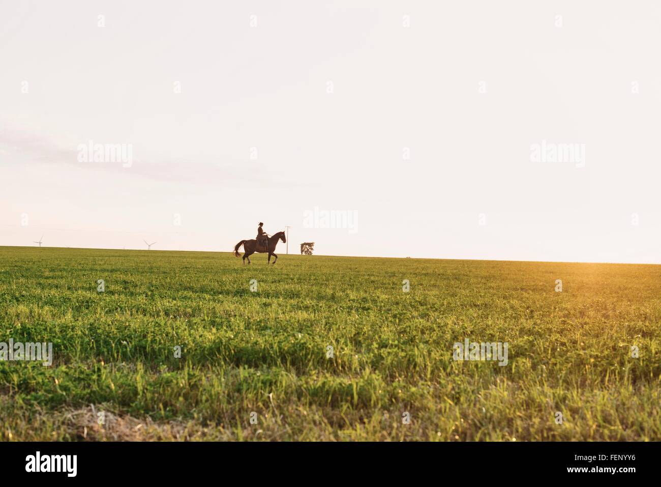 Distant view of woman riding horse in field Stock Photo - Alamy