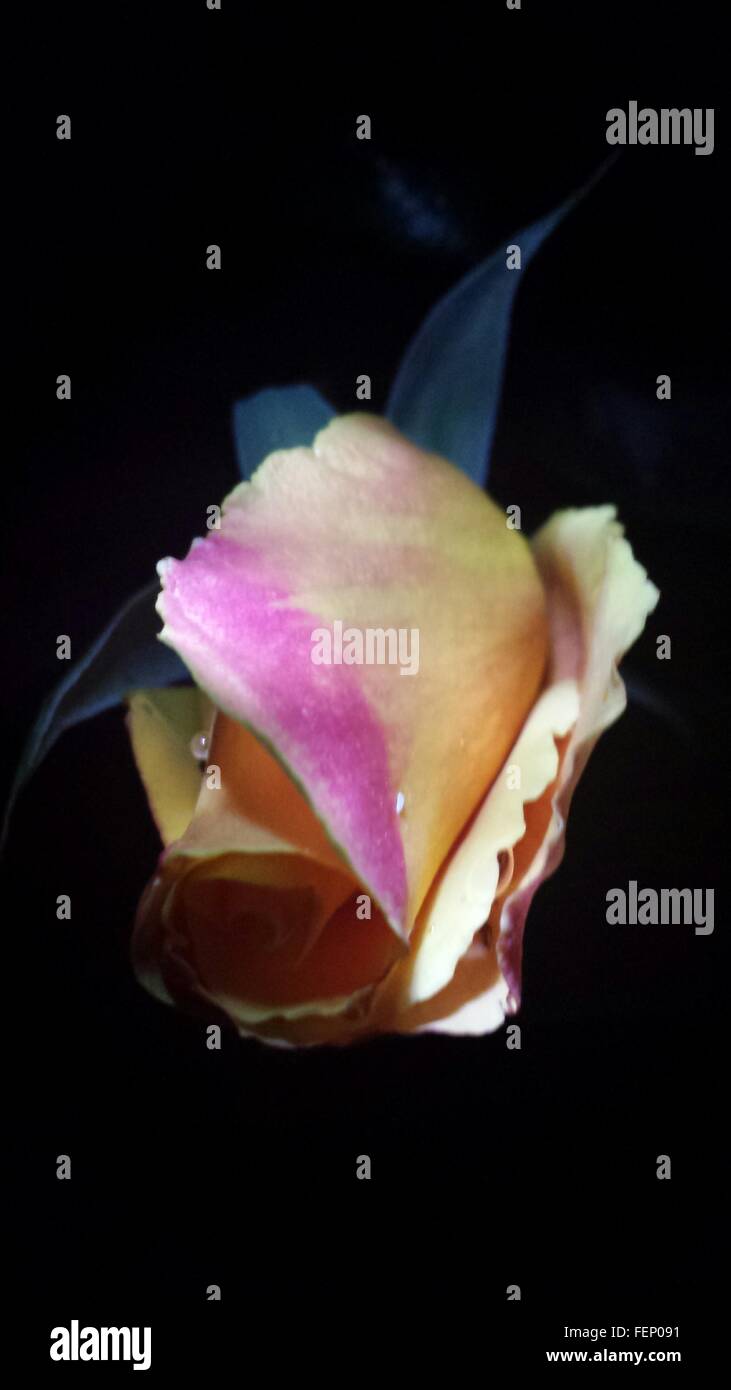 Close up single rose hi-res stock photography and images - Alamy