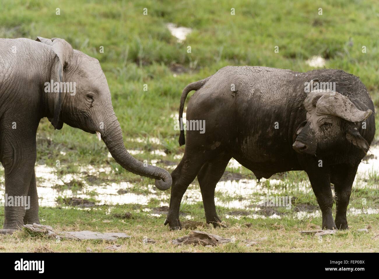 Cape buffalo (Syncerus caffer) and young African elephant (Loxodonta ...
