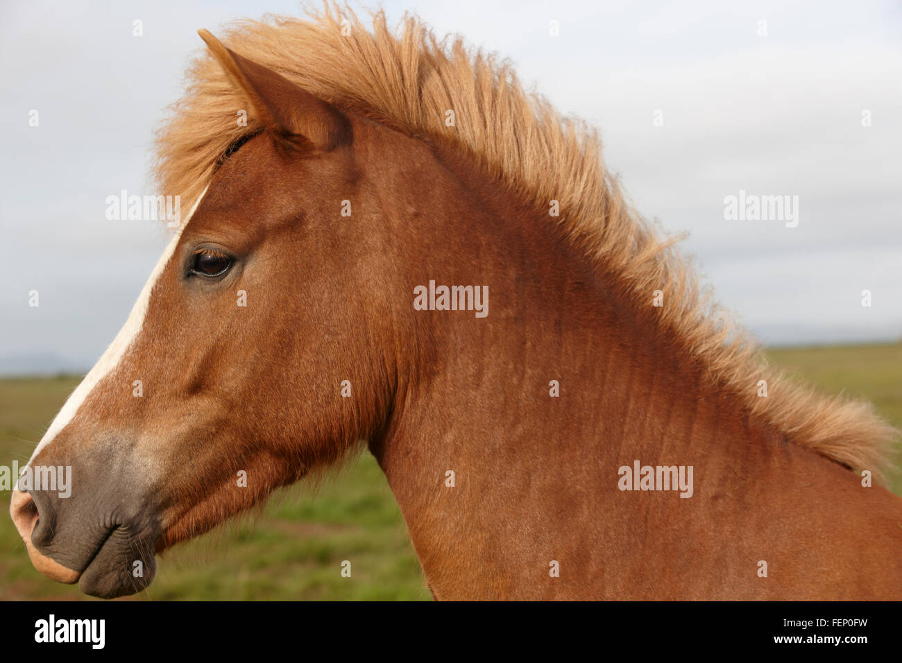 Icelandic young wild horse head detail. Horizontal Stock Photo - Alamy