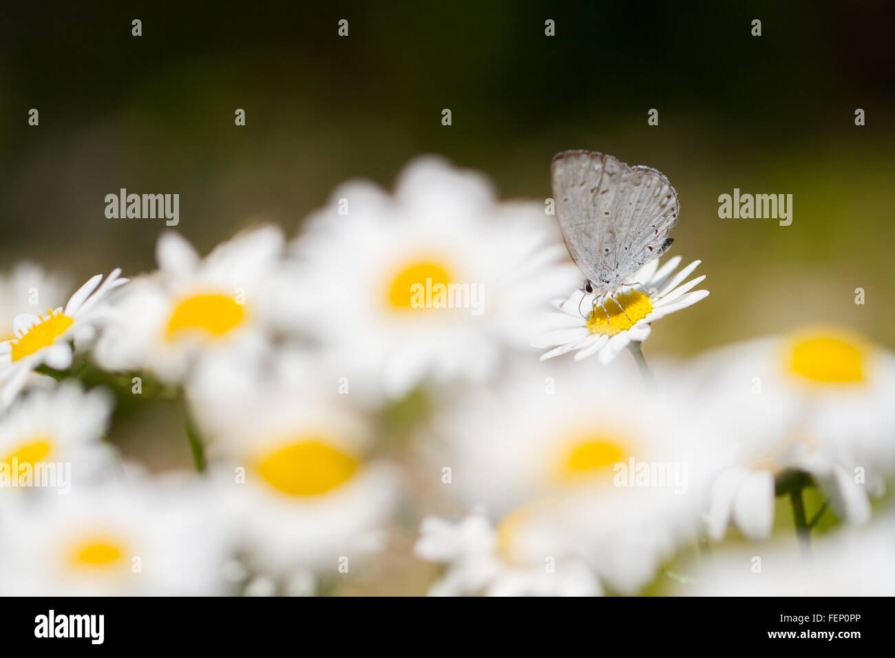 Butterfly in daisy hi-res stock photography and images - Alamy