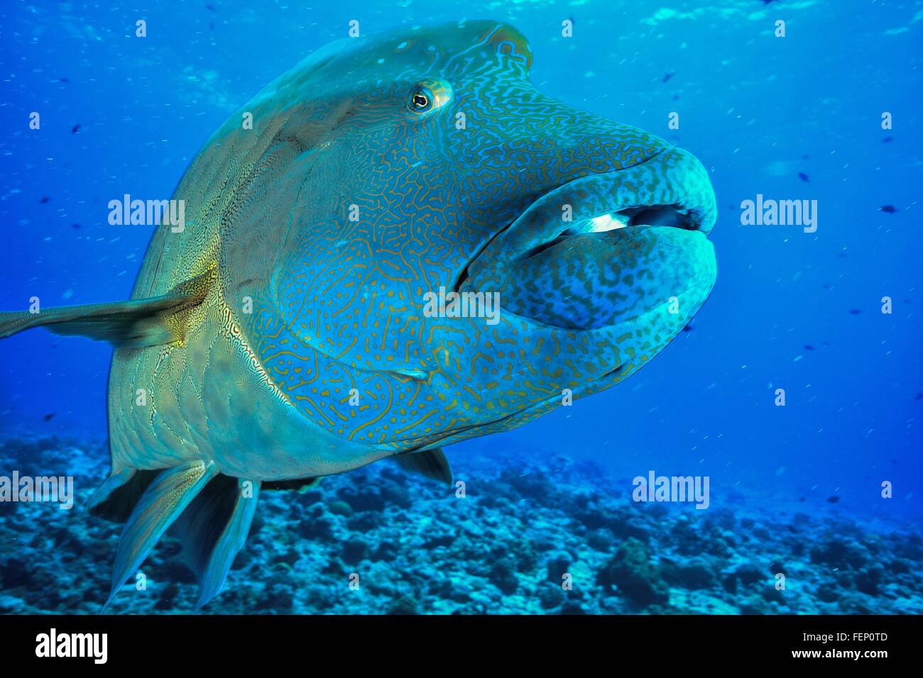 Humphead wrasse hi-res stock photography and images - Alamy