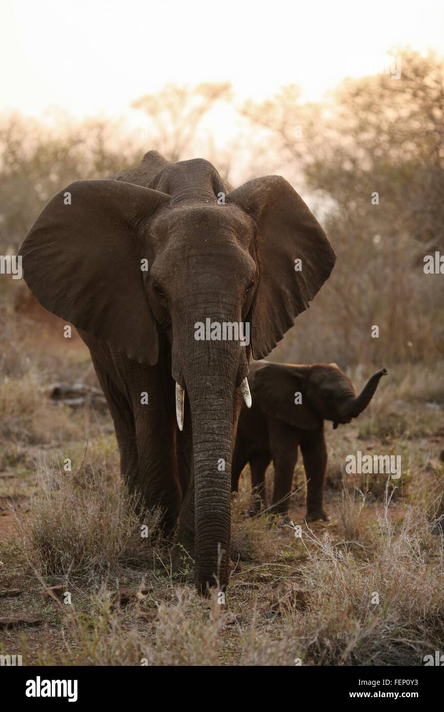 Female elephant hi-res stock photography and images - Alamy