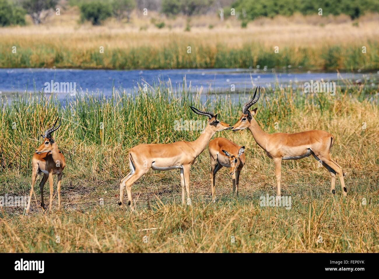 Group of impala, Botswana Stock Photo - Alamy