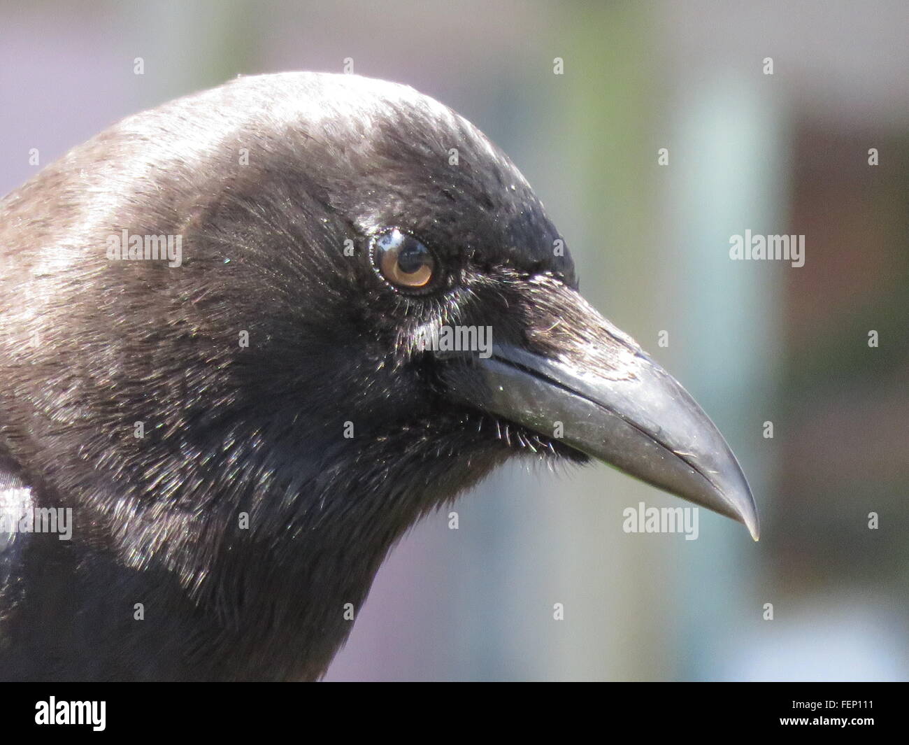 Black crow profile hi-res stock photography and images - Alamy