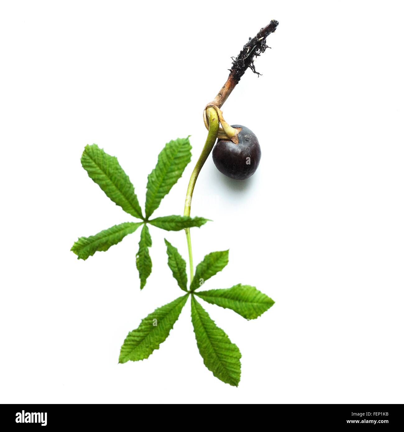 New leaf hi-res stock photography and images - Alamy