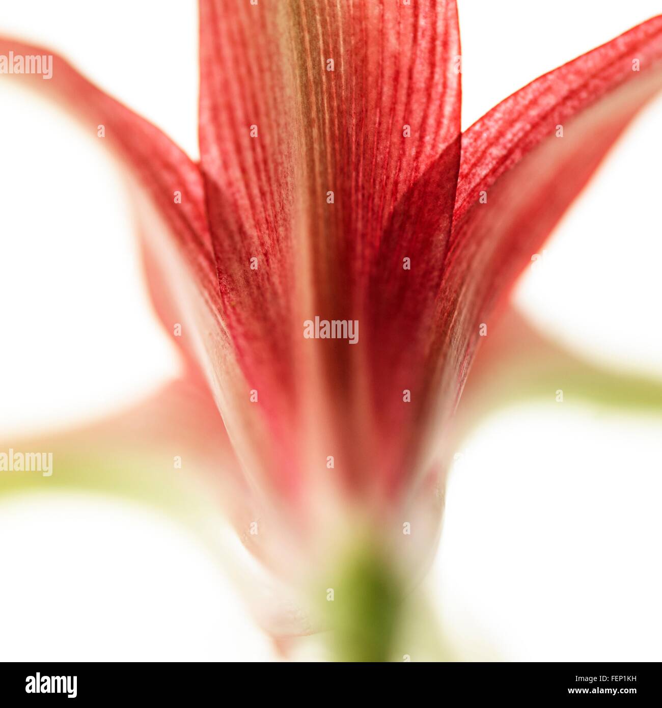Rear flower hi-res stock photography and images - Alamy