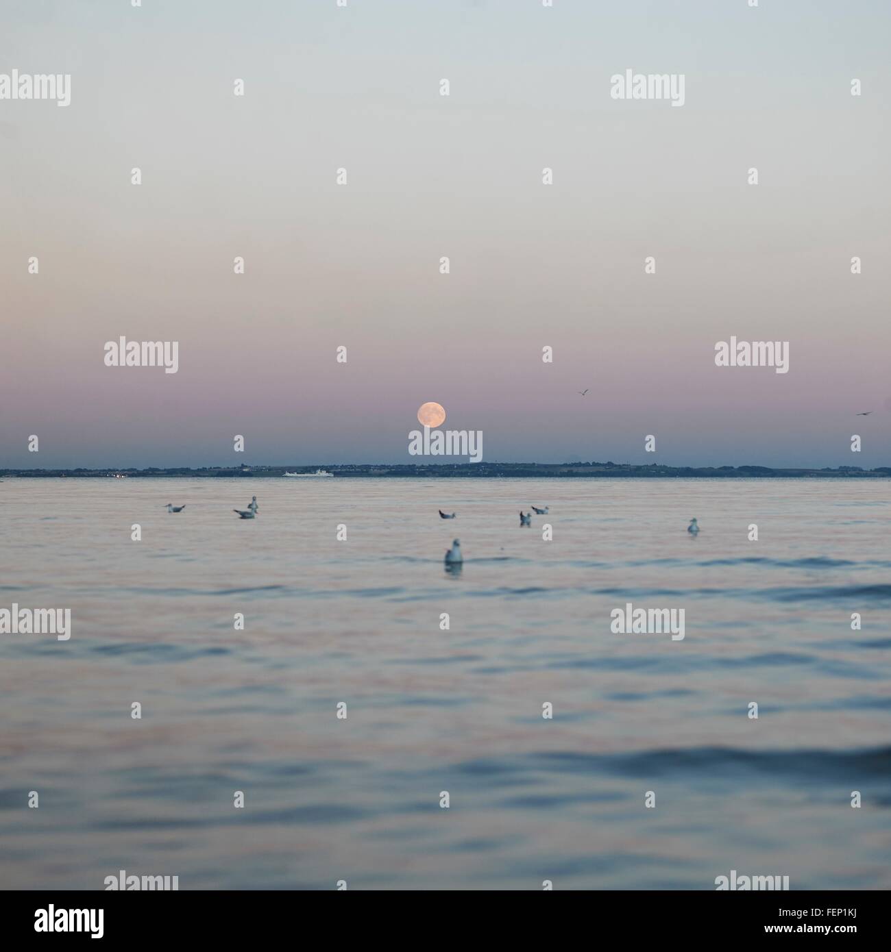 Full moon over sea and horizon at dusk, Humlebaek, Denmark Stock Photo ...
