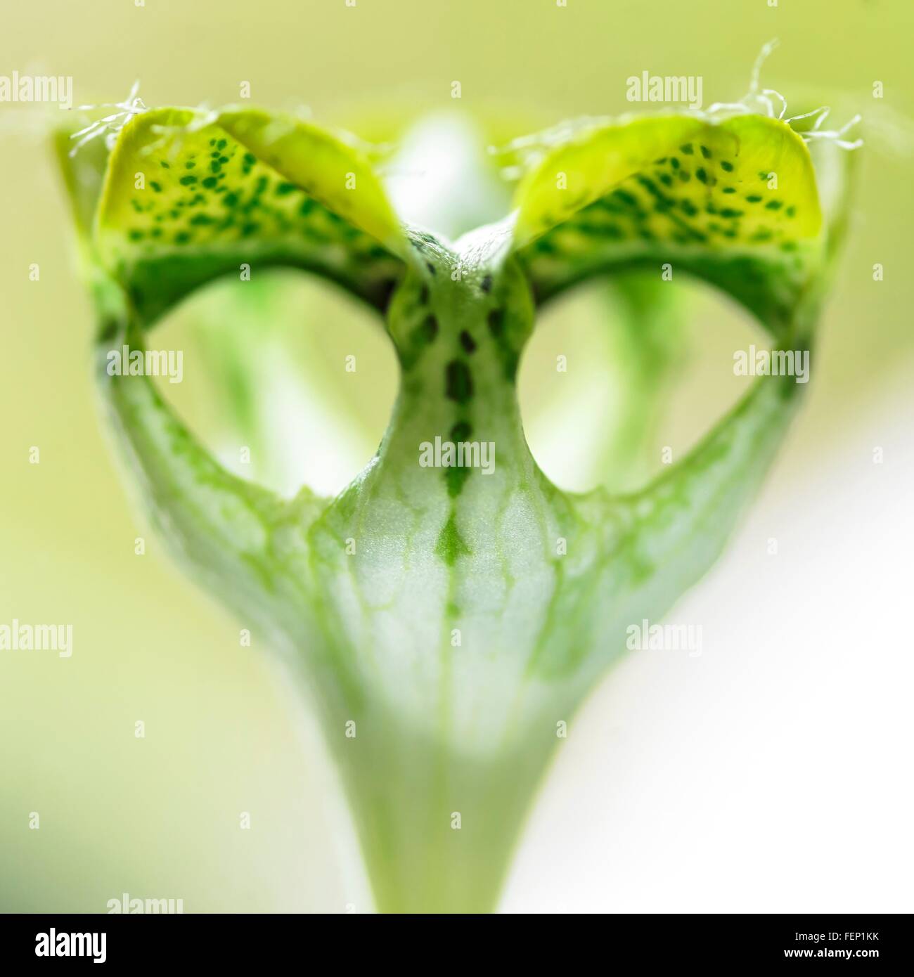 Human alien face hi-res stock photography and images - Alamy