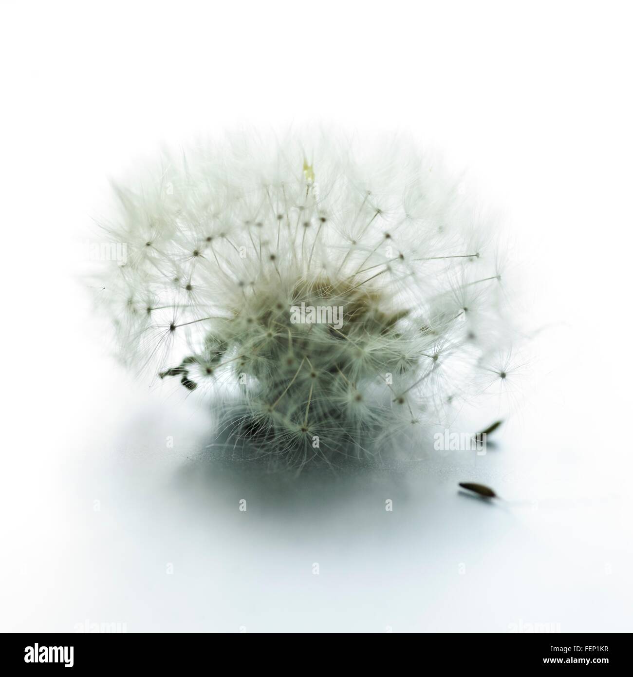 Dandelion clock and dandelion seeds Stock Photo - Alamy