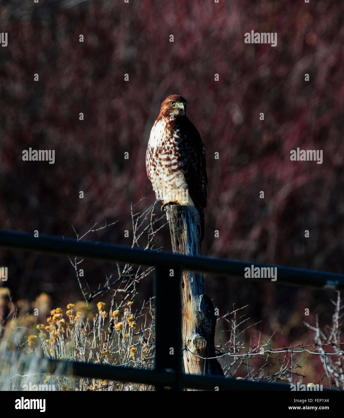 Hawk on a fence post Stock Photo - Alamy