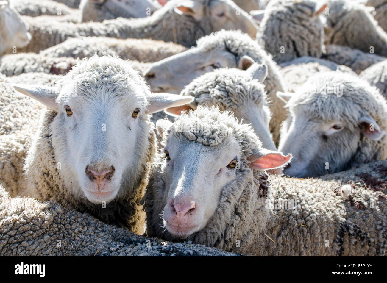 Sheep are corralled on the Eastern edge of the Snake River Valley in ...