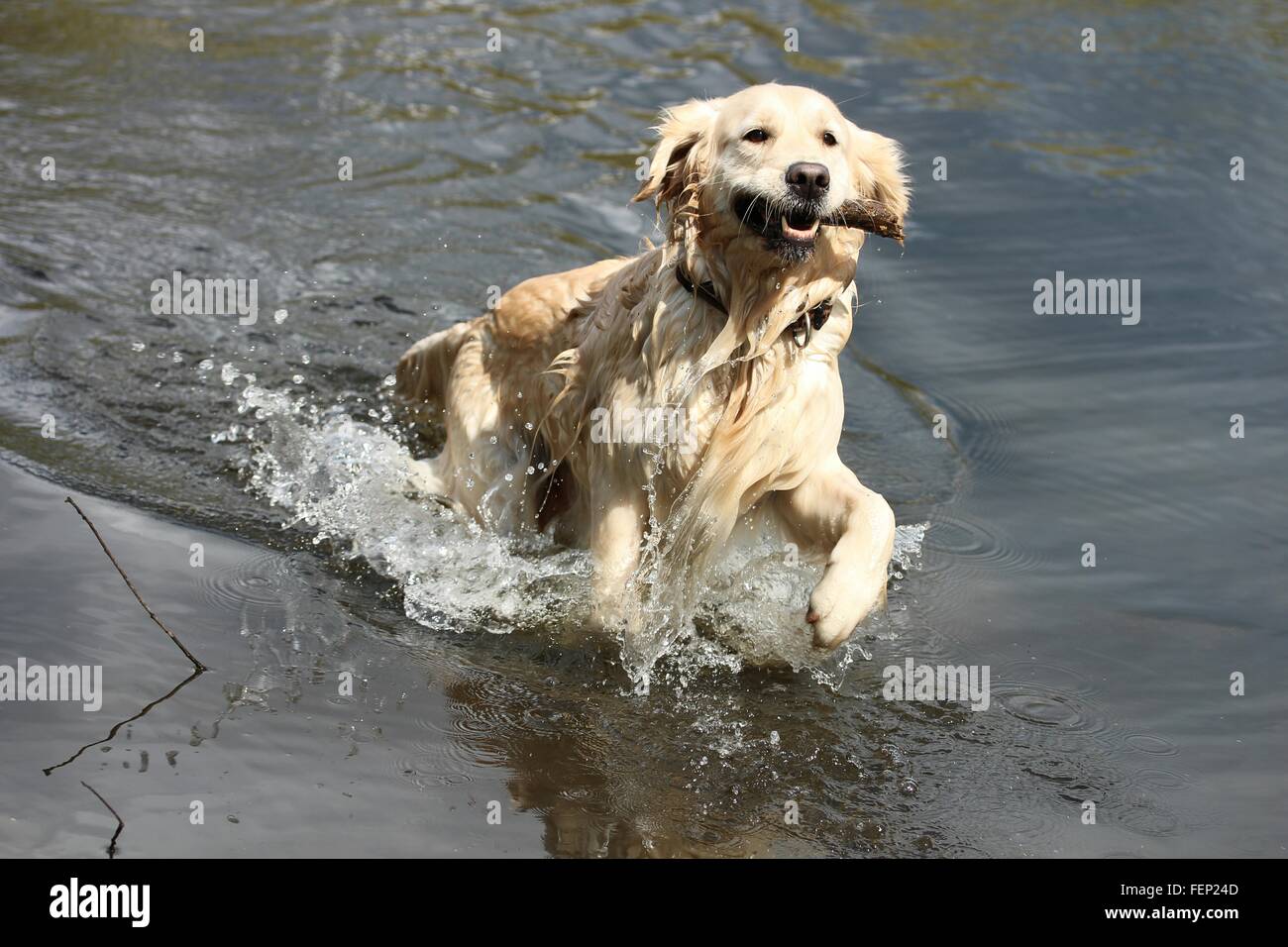 Pets in water hi-res stock photography and images - Alamy