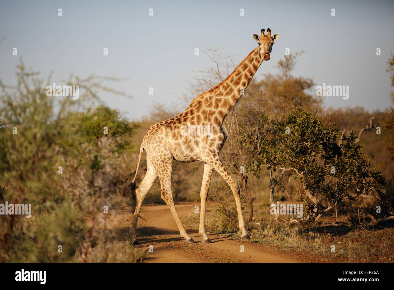 Giraffe kruger national park hi-res stock photography and images - Alamy