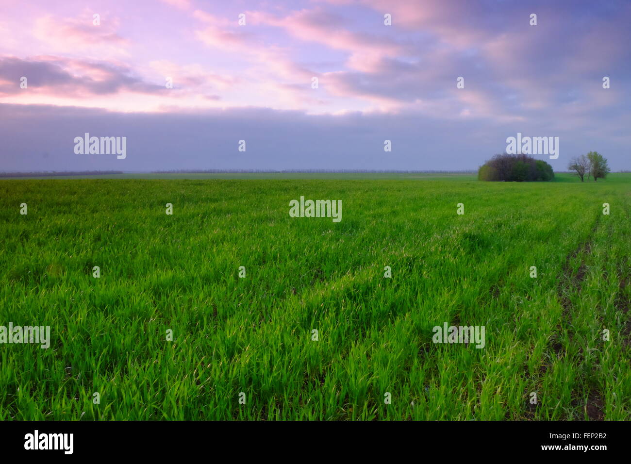 Crop field russia hi-res stock photography and images - Alamy